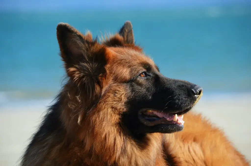 Spiritual Dog Breeds: Explore the Canine Companions Beloved by Monks 2026
