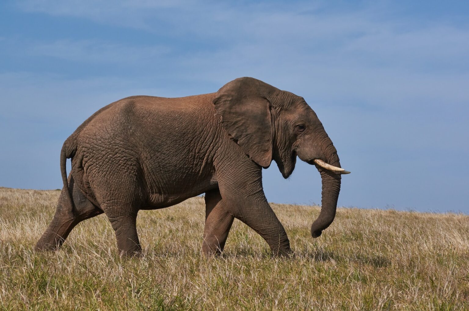 L'Elefante nel Buddismo: Il suo Simbolismo e Significato 2026